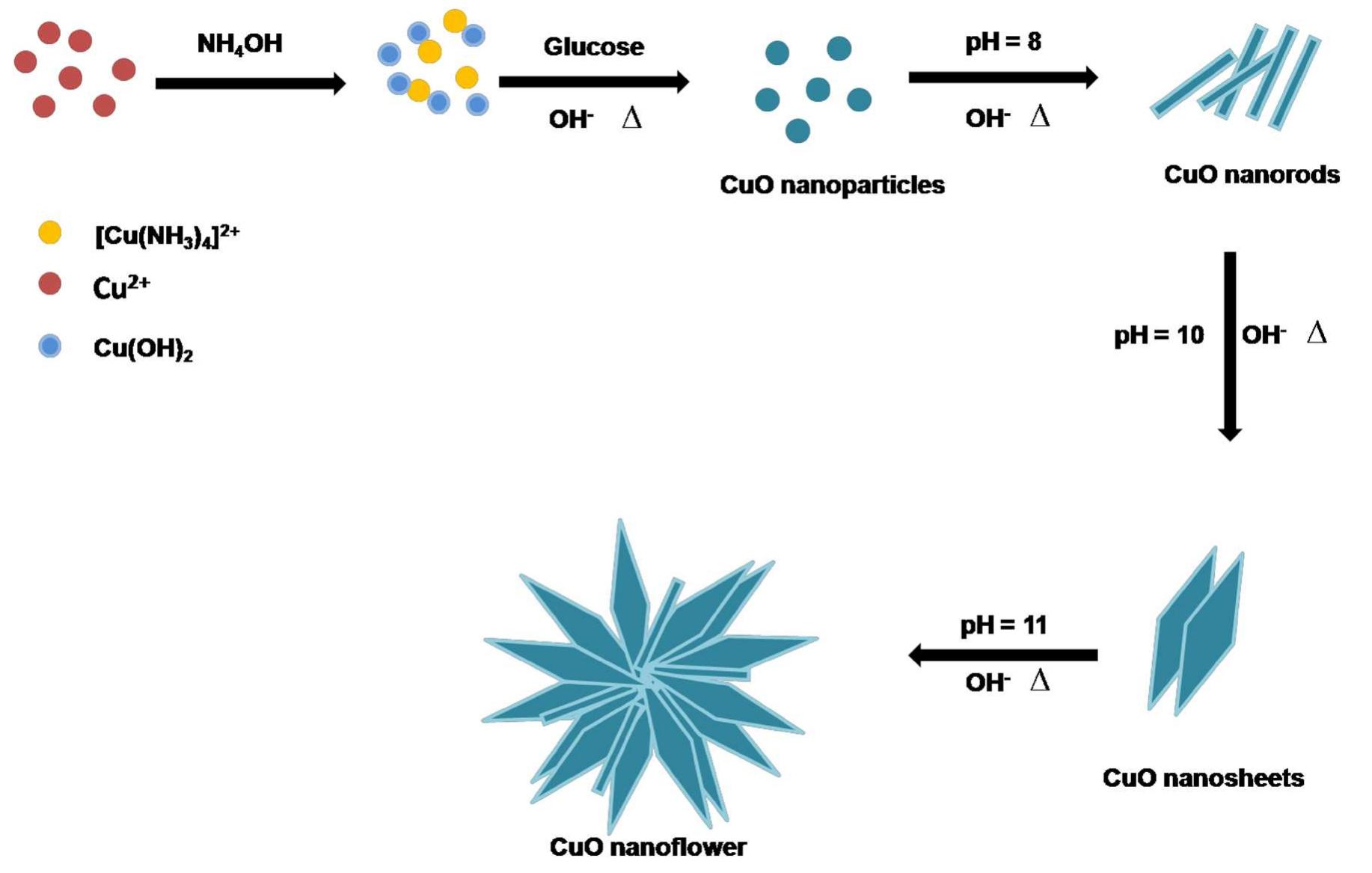 Schematic growth mechanisms of cuo nanorods, nanosheets and