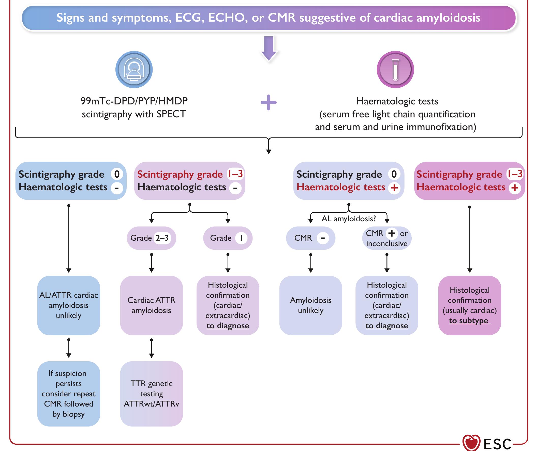 Diagnosis of cardiac amyloidosis. al, amyloid light chain;