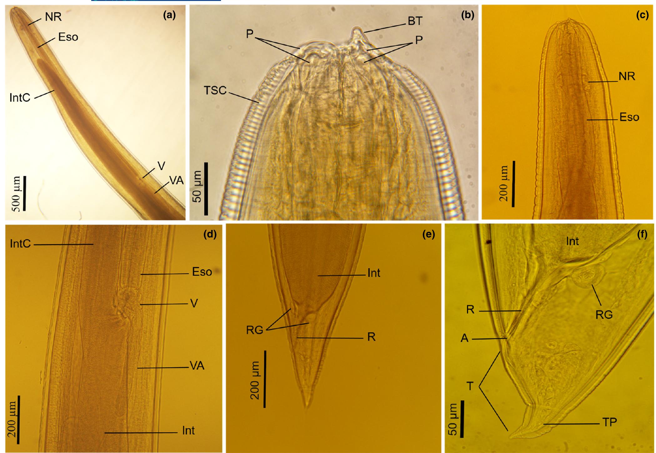Light micrographs of third-stage larvae of contracaecum sp.