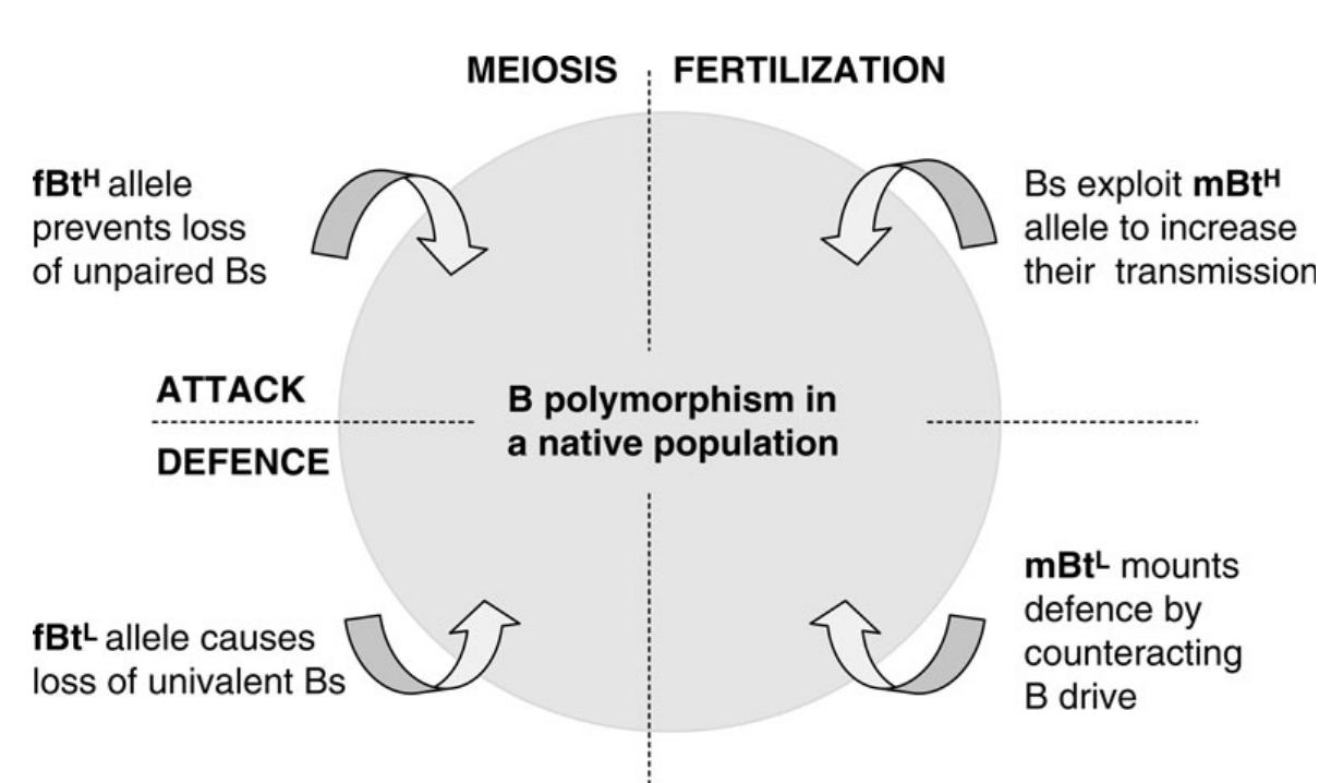 Fic. 4. diagram showing a polymorphic system of attack and