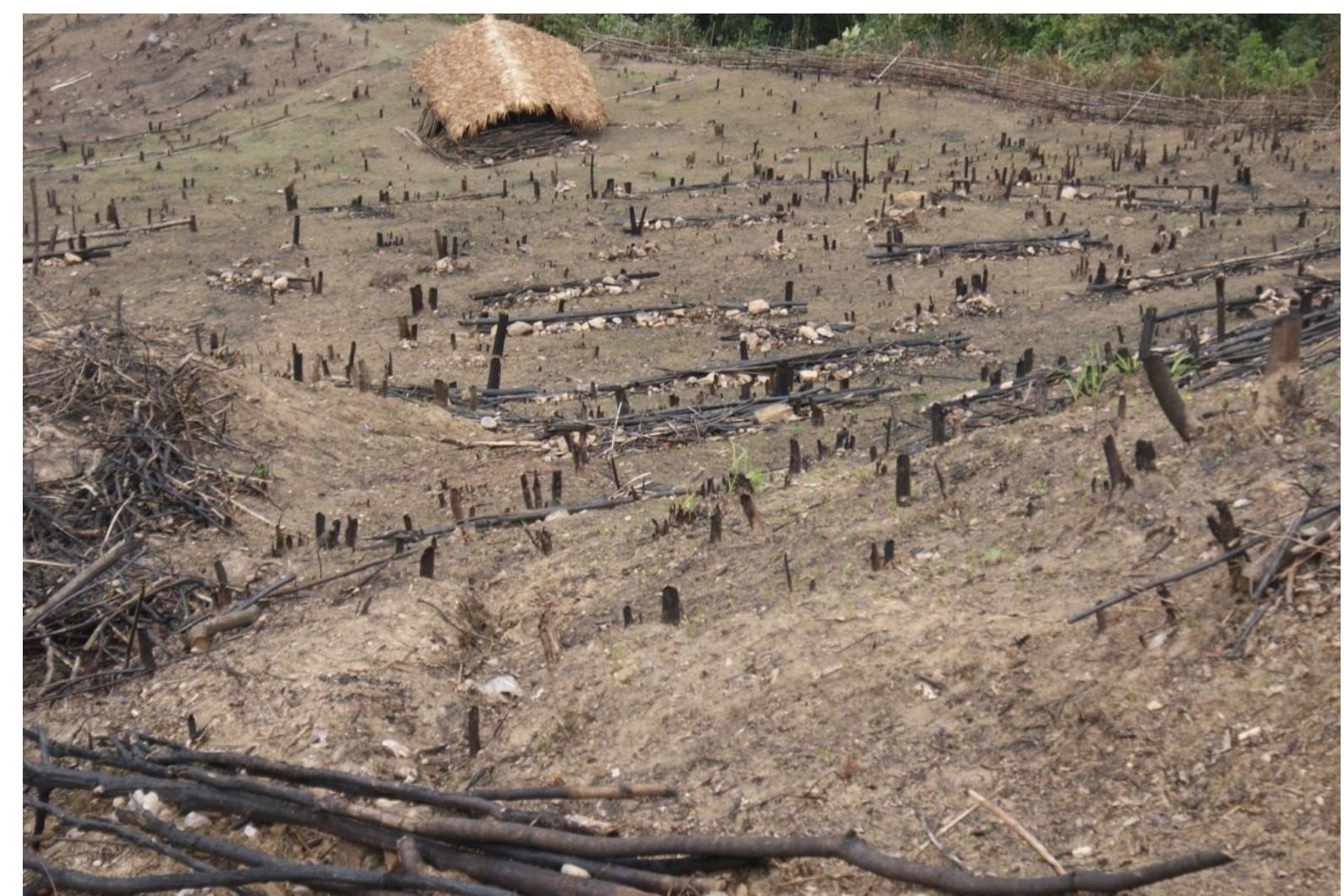 (PDF) The Structure of Jhum (Traditional Shifting Cultivation System ...
