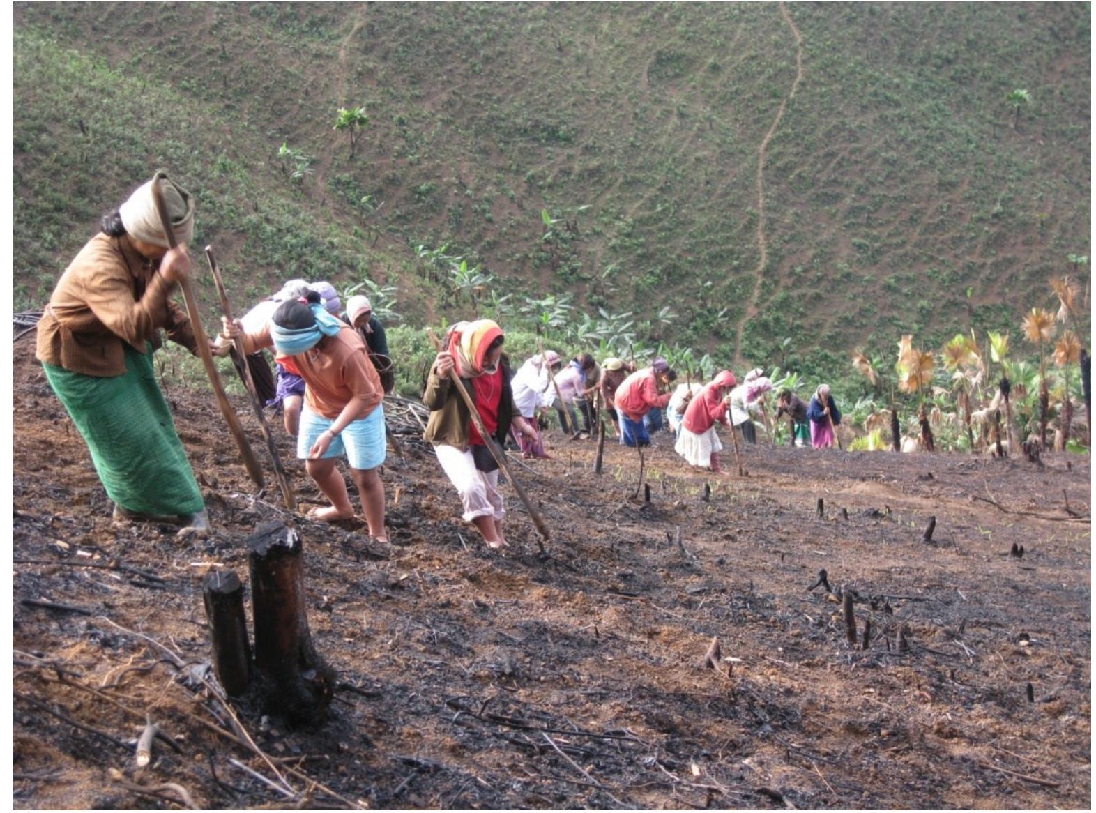 (PDF) The Structure of Jhum (Traditional Shifting Cultivation System ...