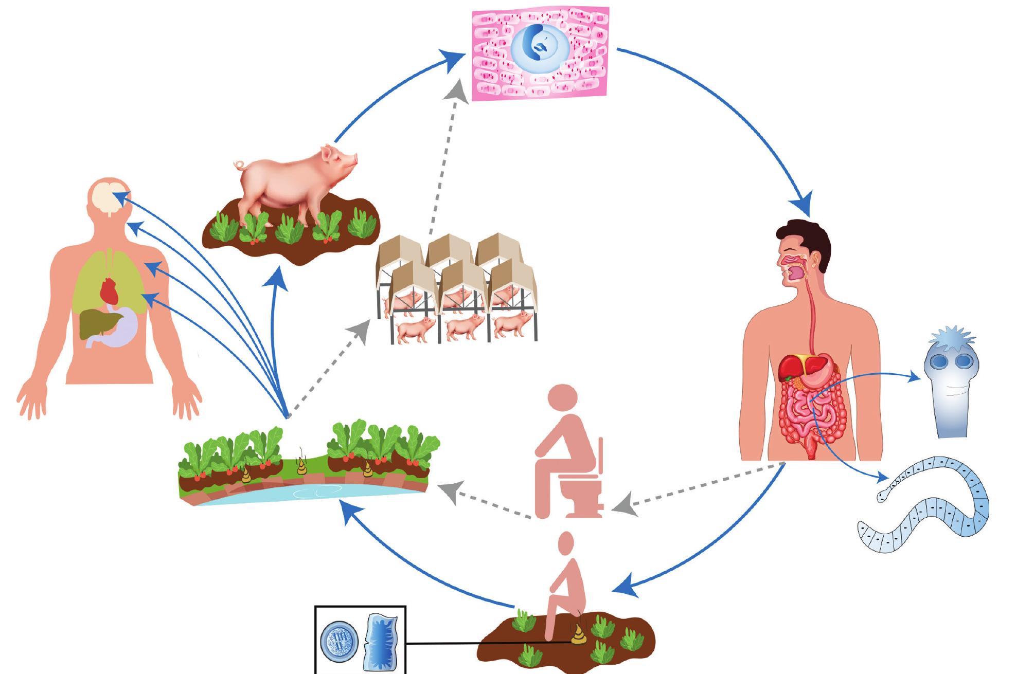 | the life cycle and mode of transmission of taenia solium