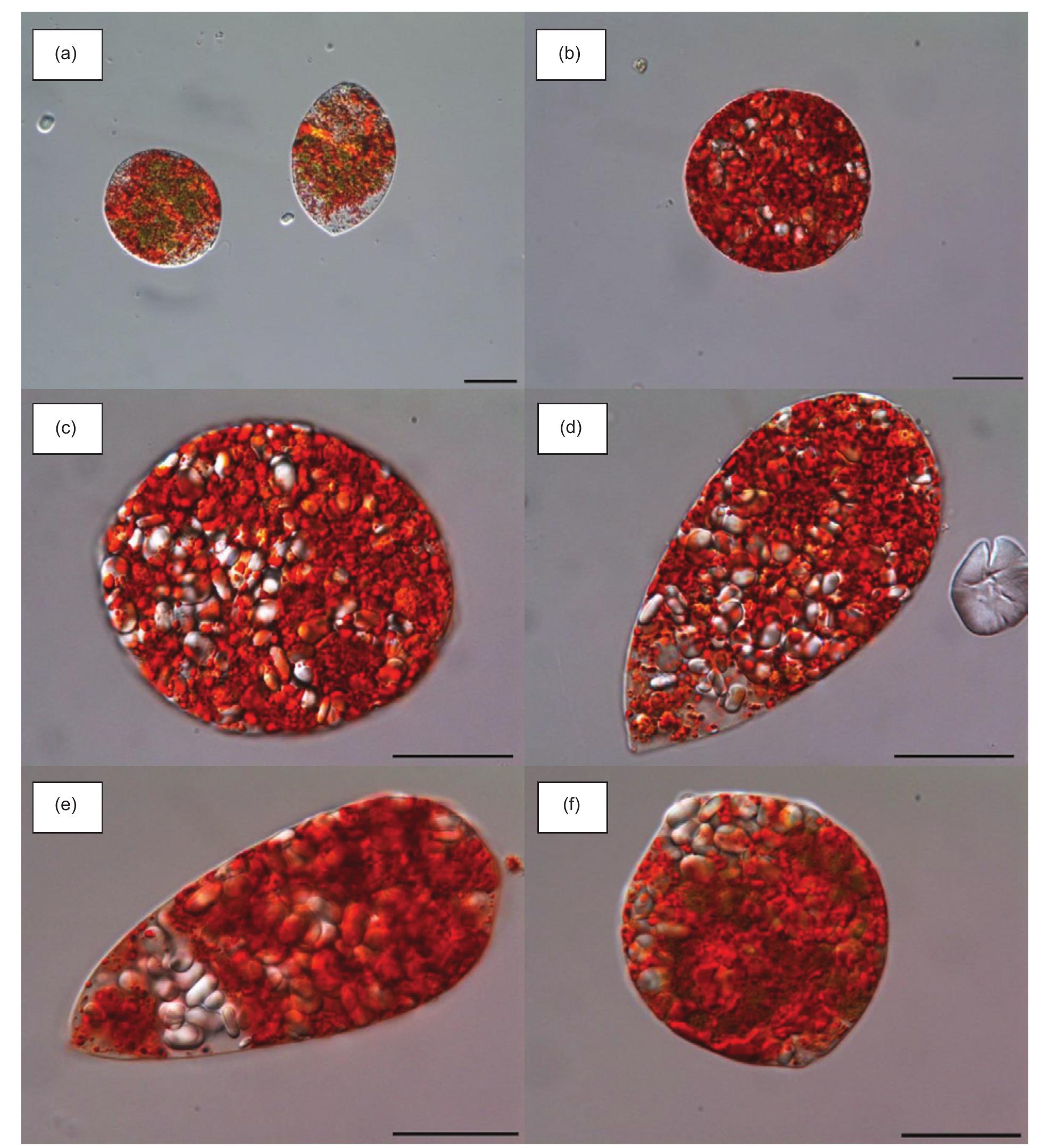 Red cells of euglena sanguinea ehrenberg. (a) to (b): cells