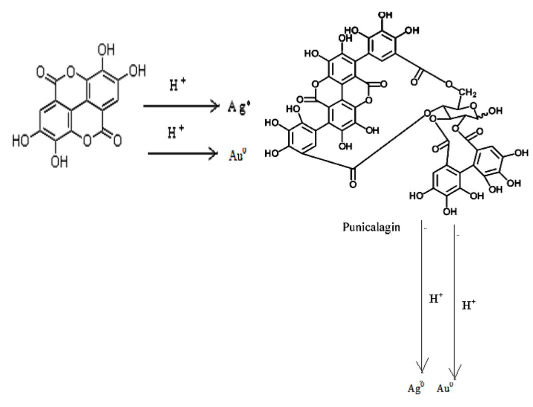 Mechanism for the biosynthesis of agnps and aunps using