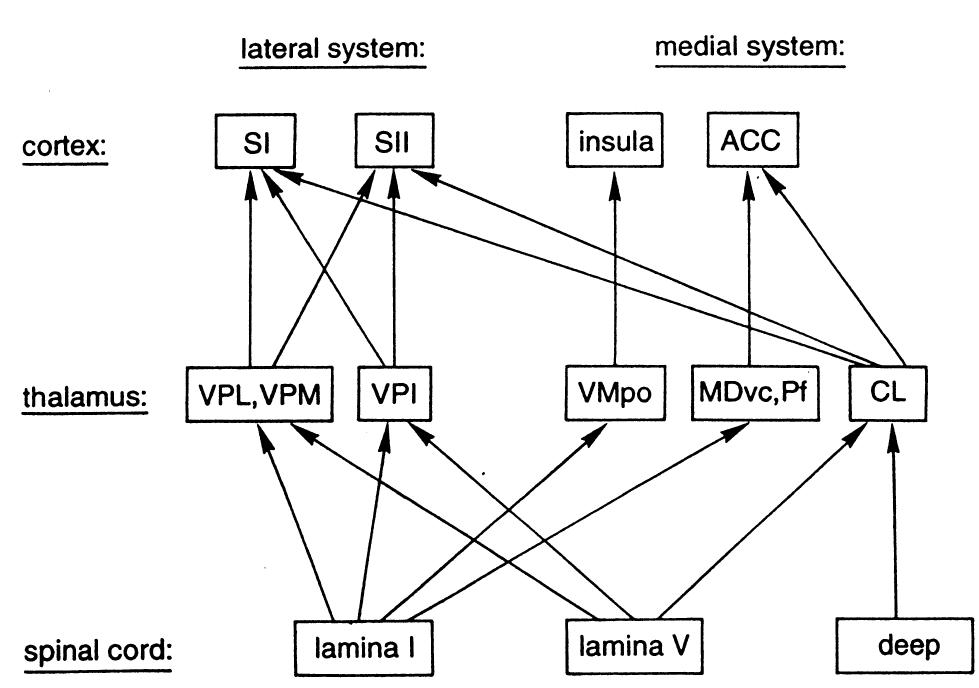 Cortical areas that receive information from the