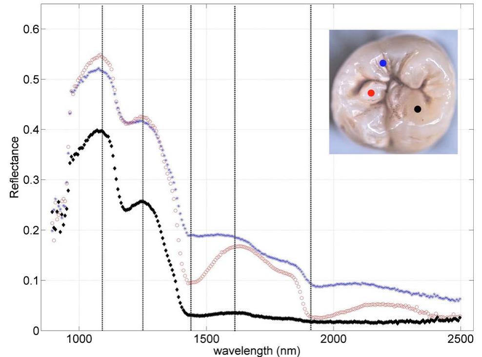 Figure 3 - from Near-infared hyperspectral imaging of teeth