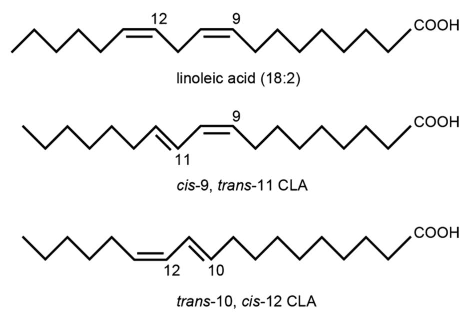 Structure of main and specific isomers of cla five weeks of