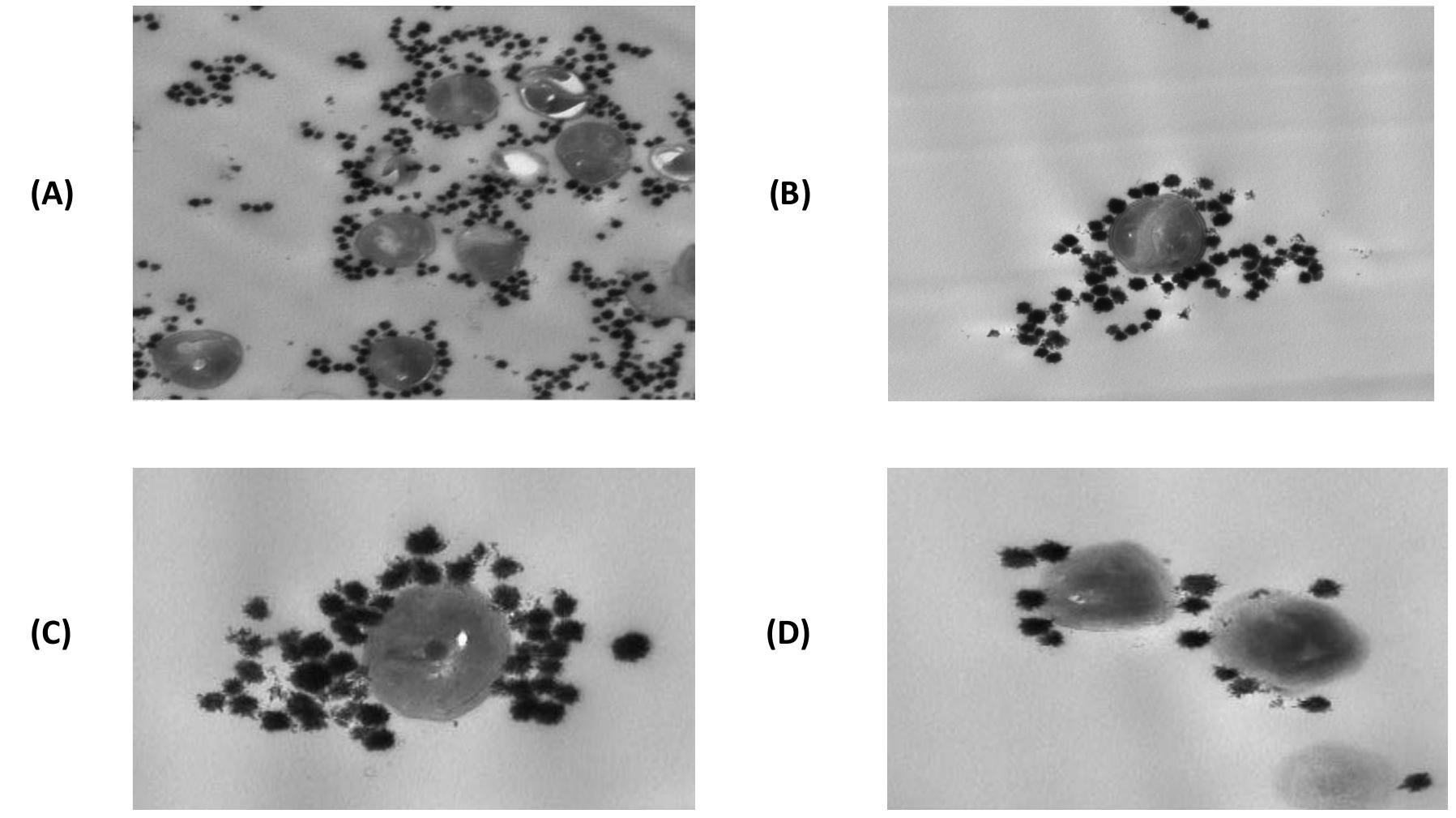 Plate no. 1: scanning electron microscope photographs