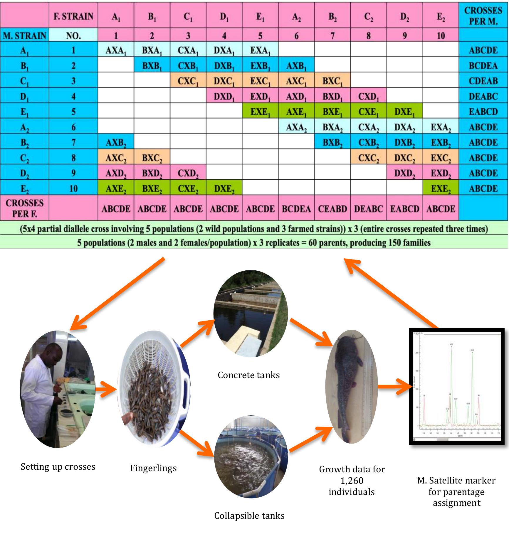 3. shows the mating design and some stages of work carried