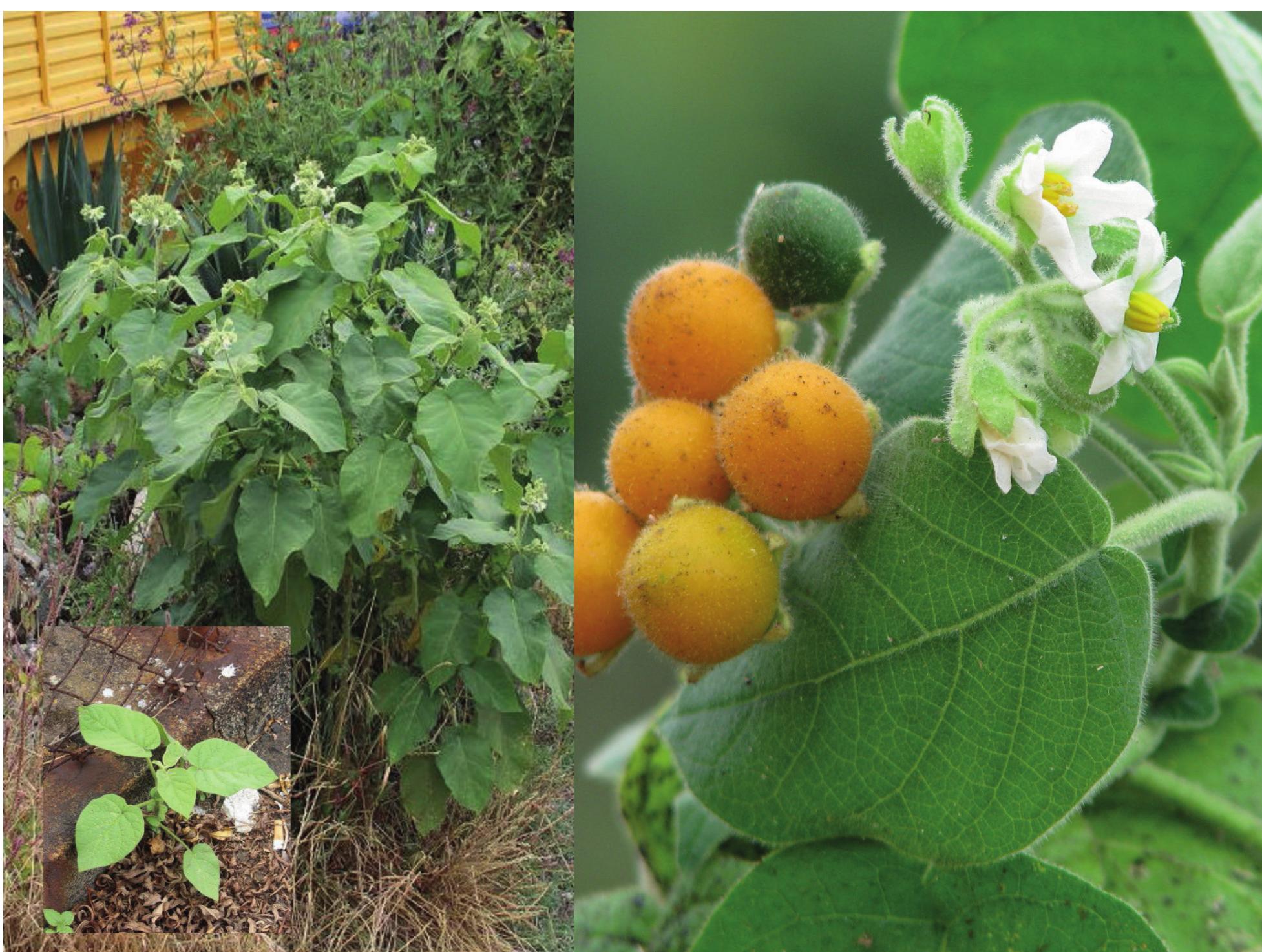 Solanum abutiloides, san miguel, may 2013 (photographs: r.