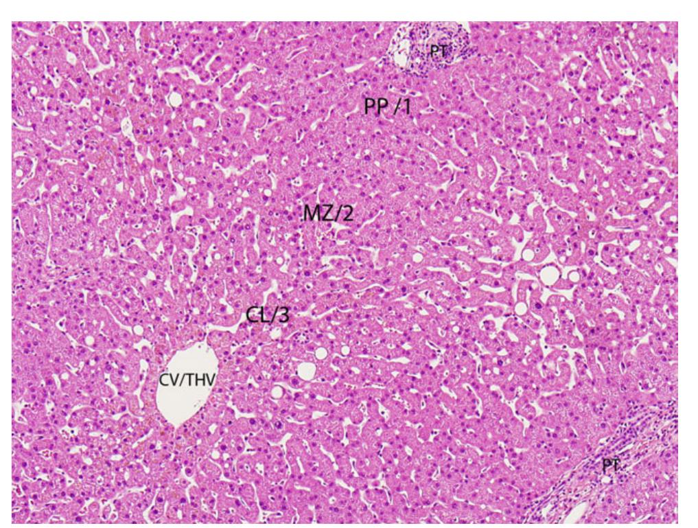 (PDF) Microscopic anatomy of the liver