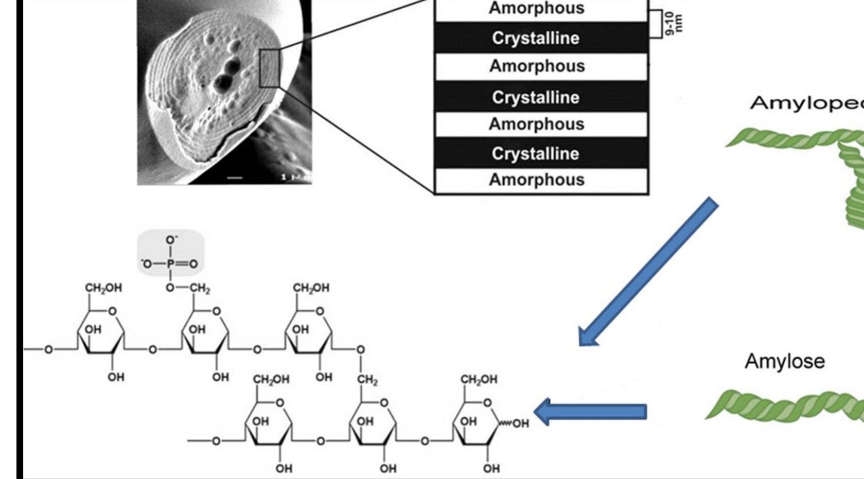 Figure 3 - Taro starch: Isolation, morphology, modification