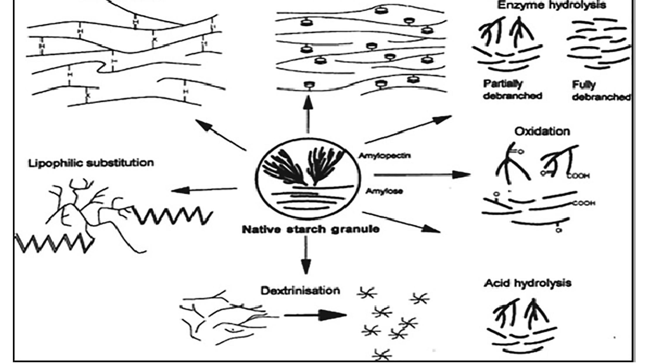 (PDF) Taro starch: Isolation, morphology, modification and novel applications concern - A review