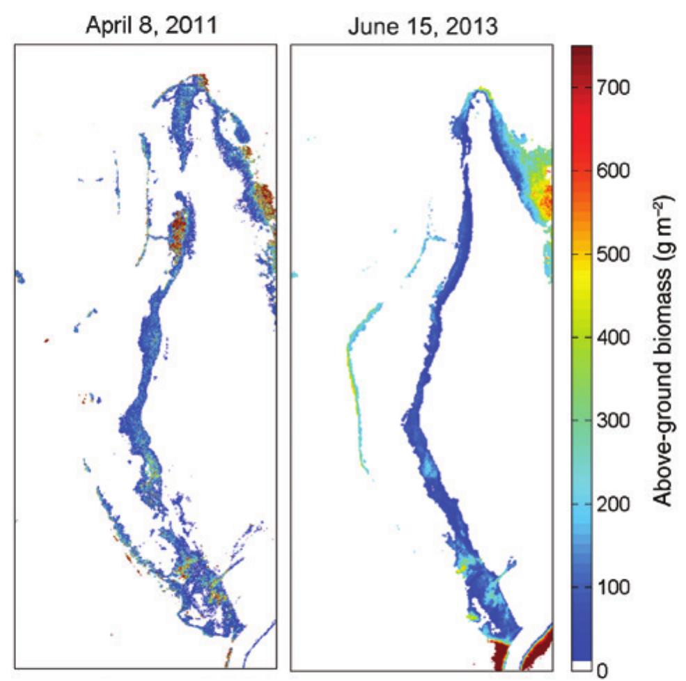 Maps of above-ground biomass at pulau semakau, singapore