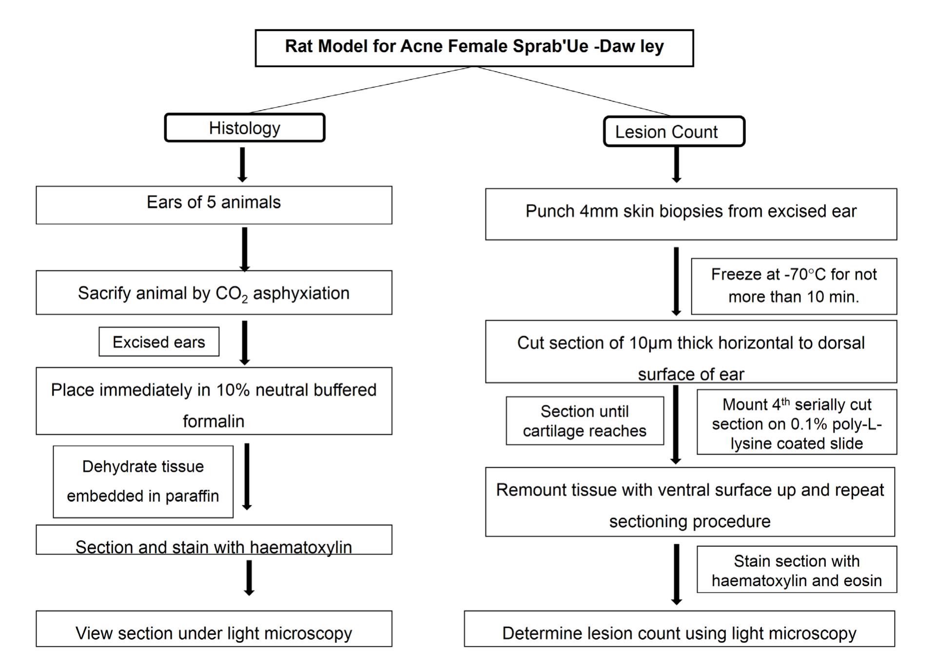 Rat model for acne histology and lesion count.