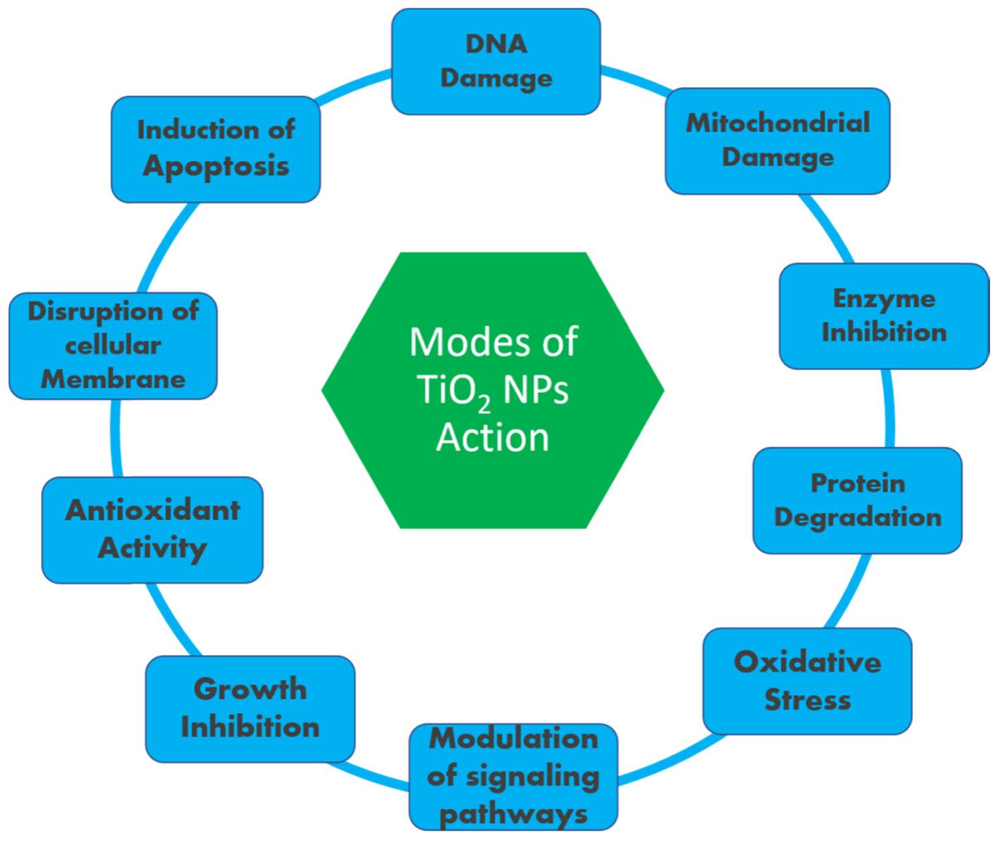 Different modes of action of tio2-nps. murugan et al. in