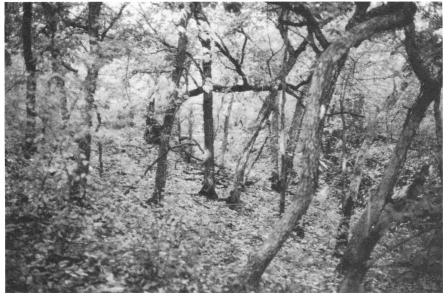 Mature quercus muehlenbergii forest on a xeric and