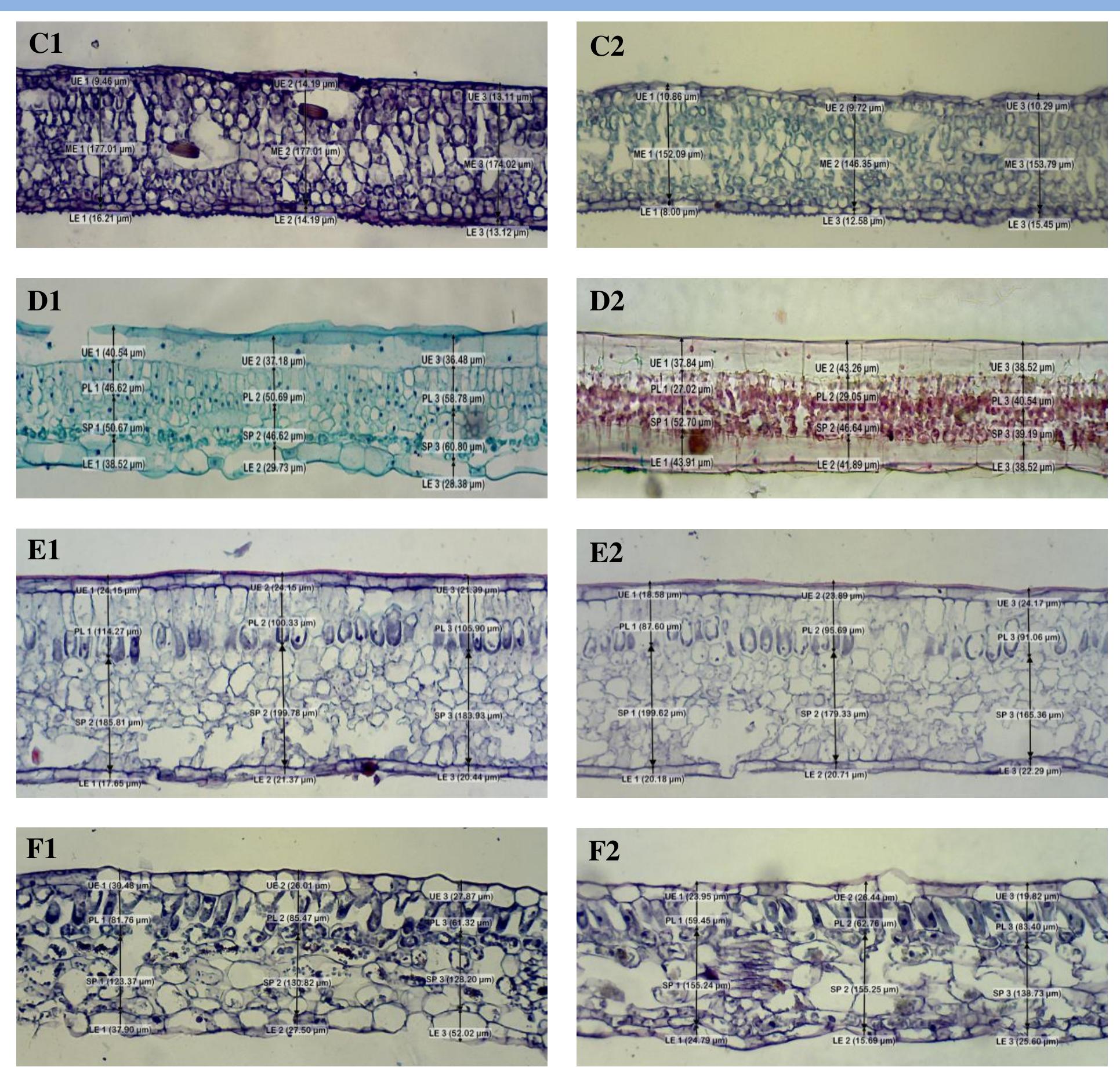 Leaf anatomy of six types of monocot ornamental plants,
