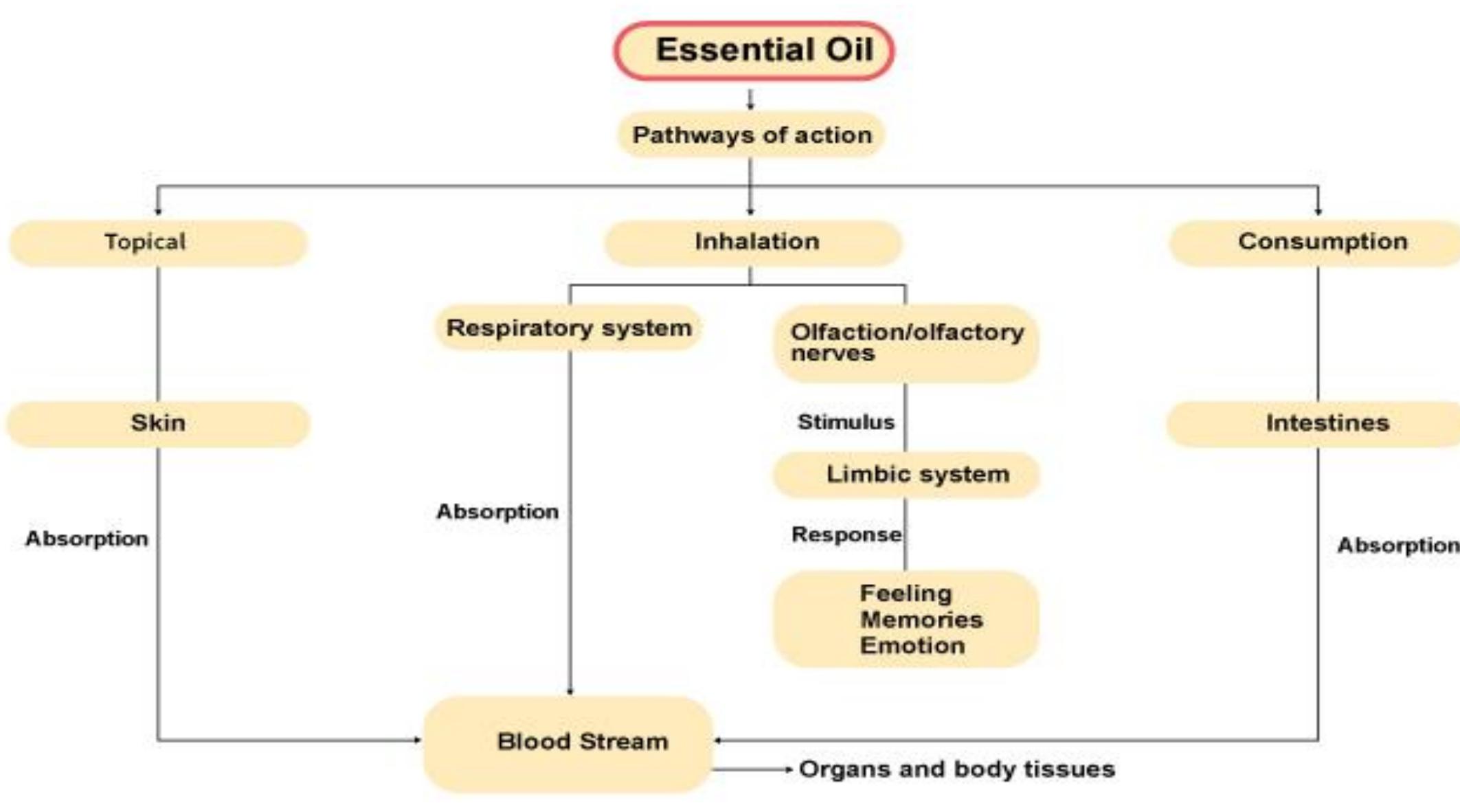 (PDF) A Review on Seven Selected Essential Oils used as Aromatherapy to Maintain Sports Performance