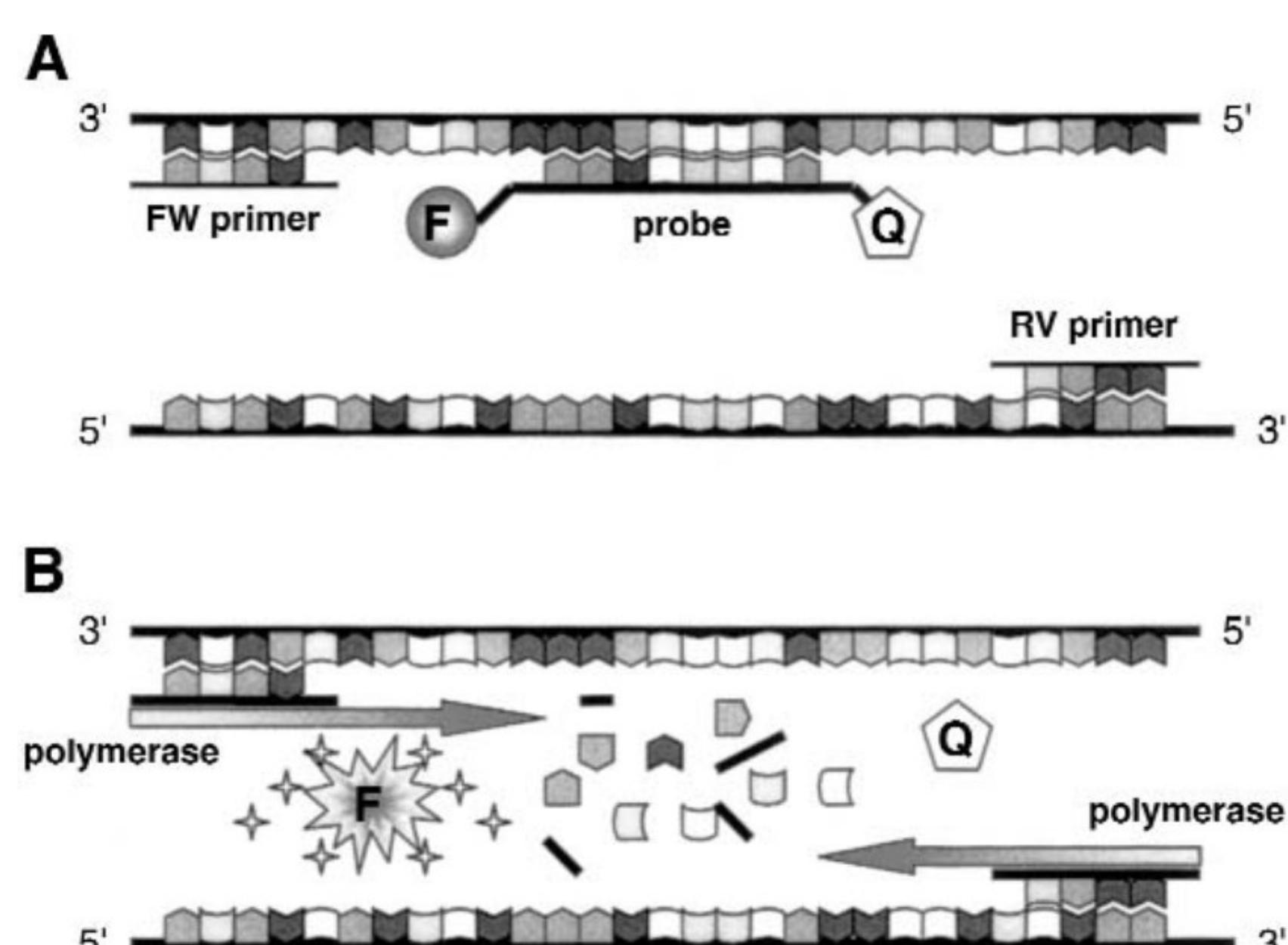 1: schematic representation of the taqman principle. a: