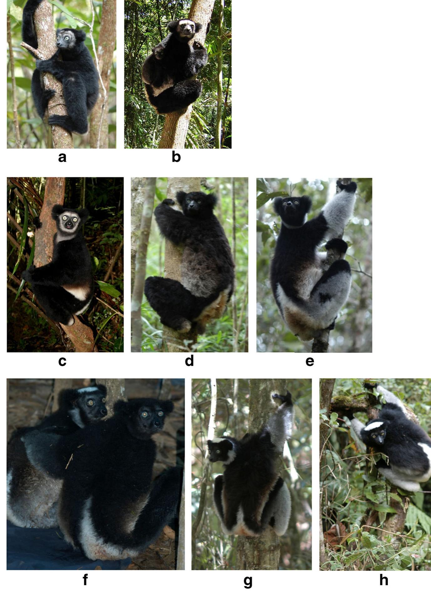 Photographs of individual jndri indri representing