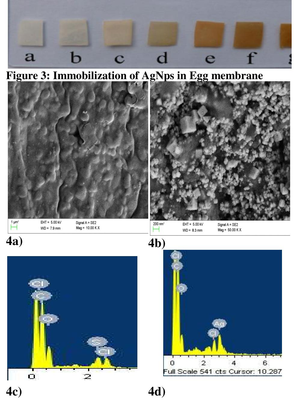 Sem image of a) egg membrane b) egg membrane with
