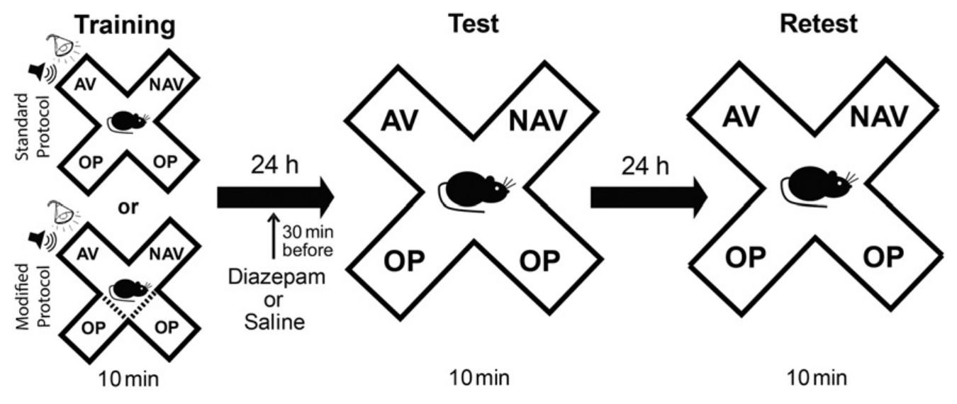 Schematic diagram of the protocol and treatment schedule.
