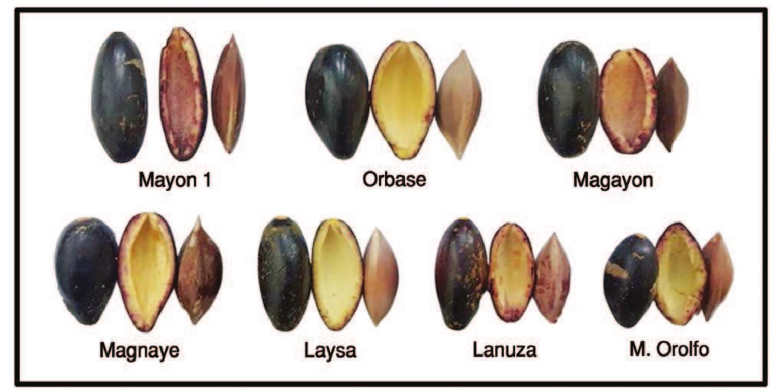(PDF) Physicochemical Characterization and Fatty Acid Profiling of ...