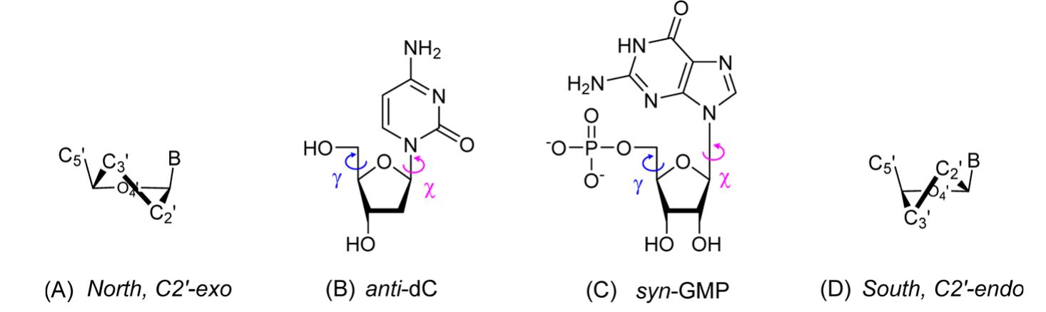 (a,d) two types of sugar pucker most commonly found in