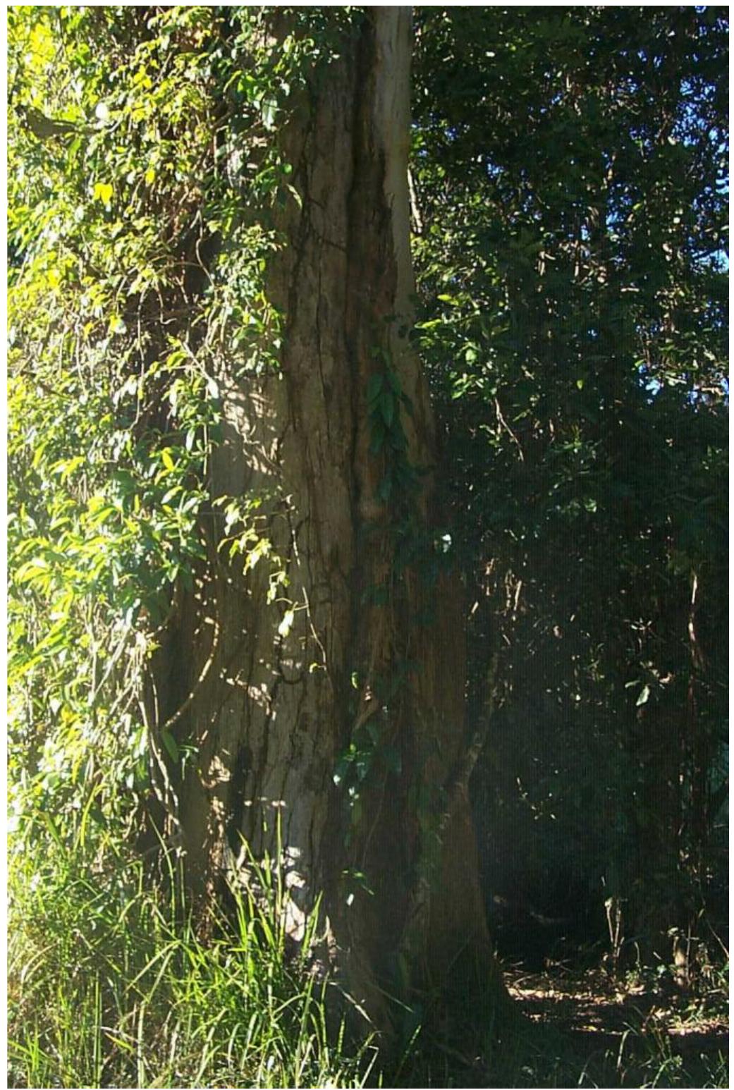 Canoe scar tree at lockes lane, belli