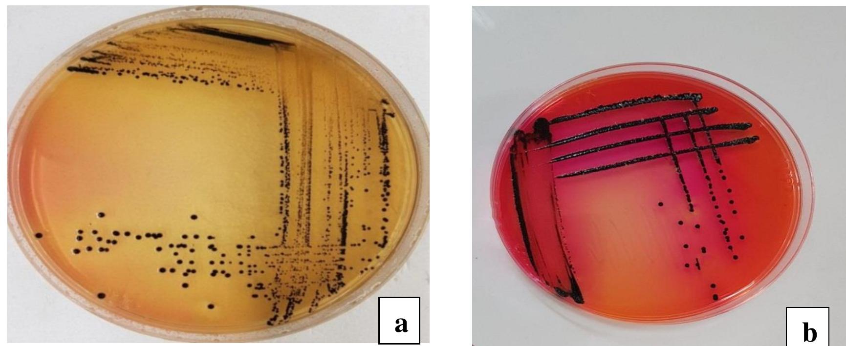 L. colonial morphology of salmonella isolates on (a)