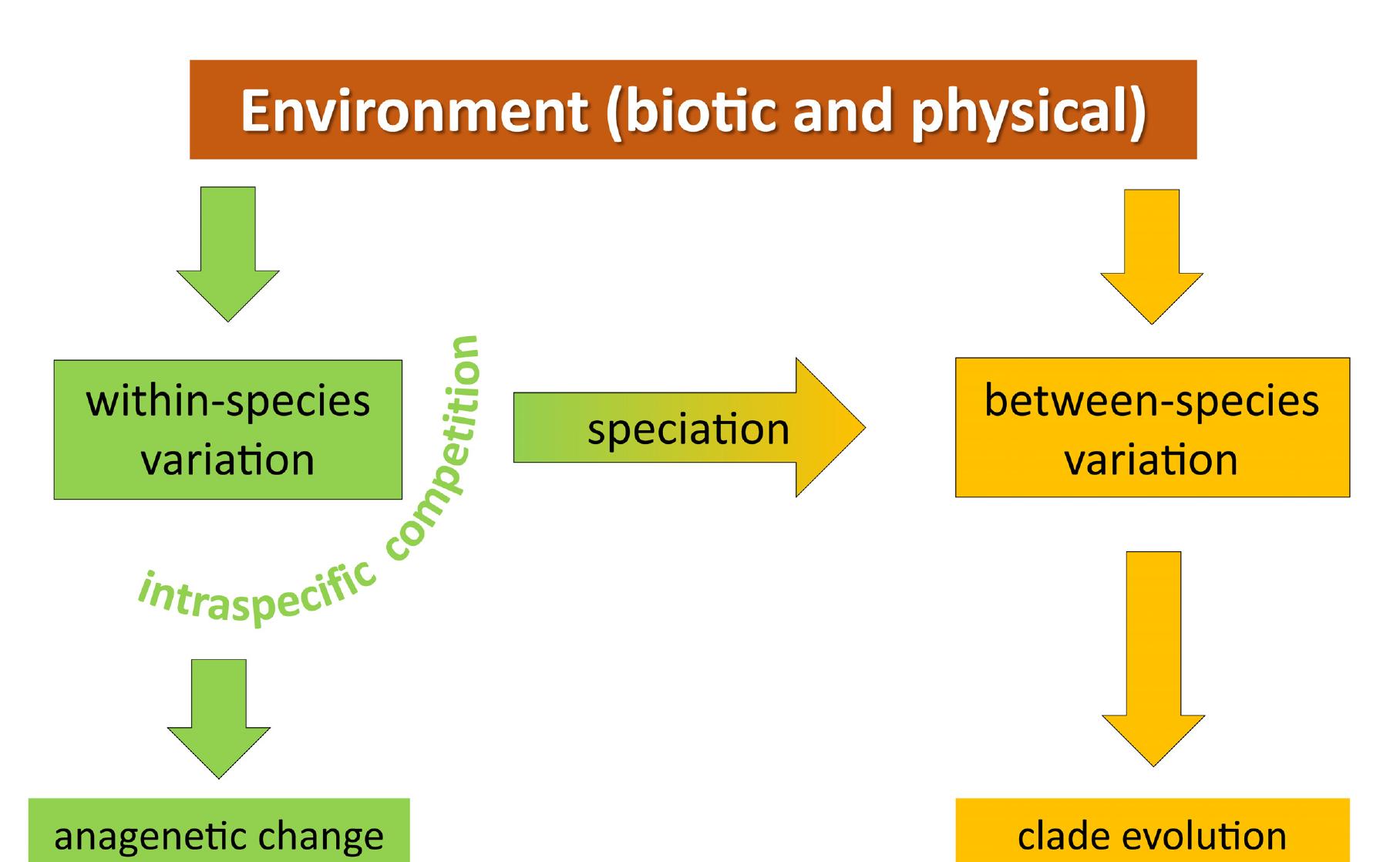 Summary chart illustrating how microevolution and