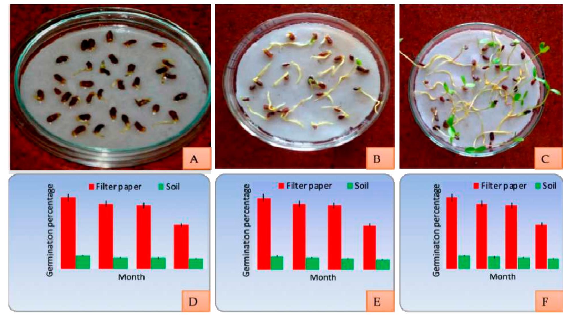 (a—c) seed germination in berberis lycium; (d) seed