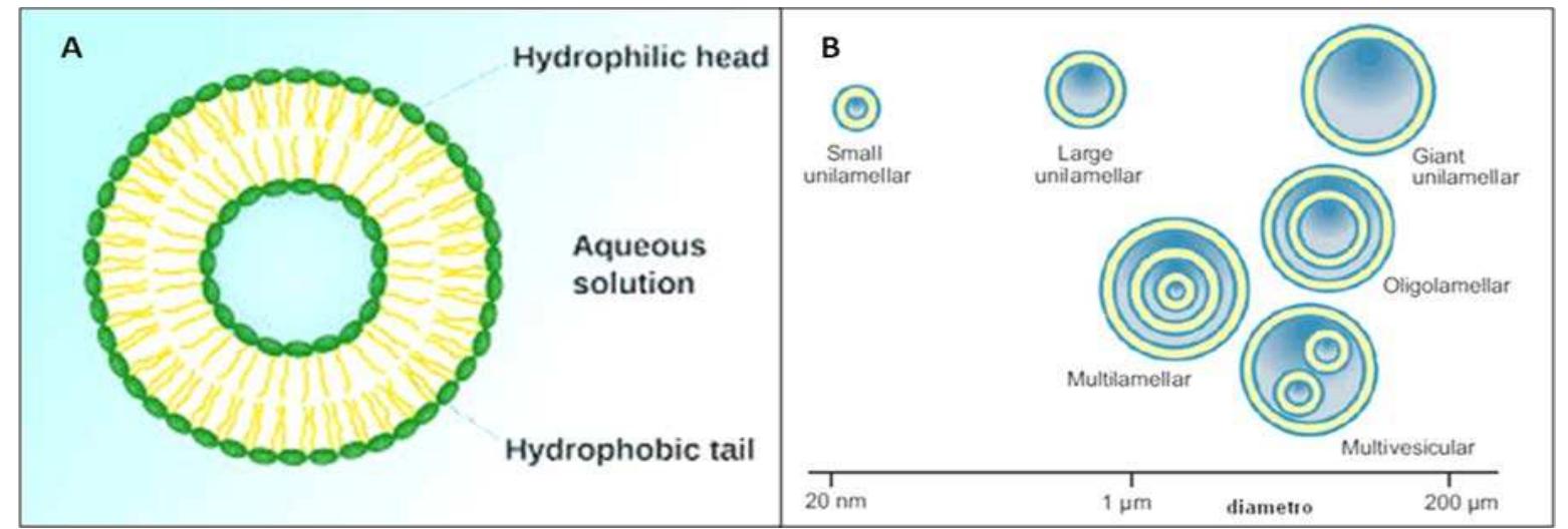 (a) structure of liposome; (b) liposomes types based on size
