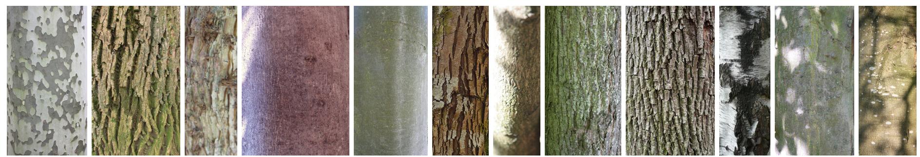 Examples of bark images from bark-101 dataset.