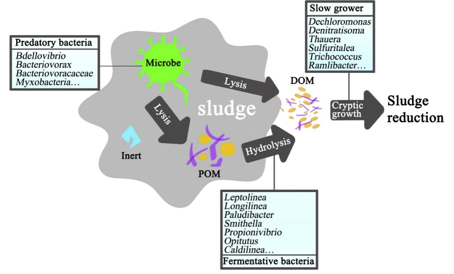 Sludge reduction mechanism of the spras by microbial