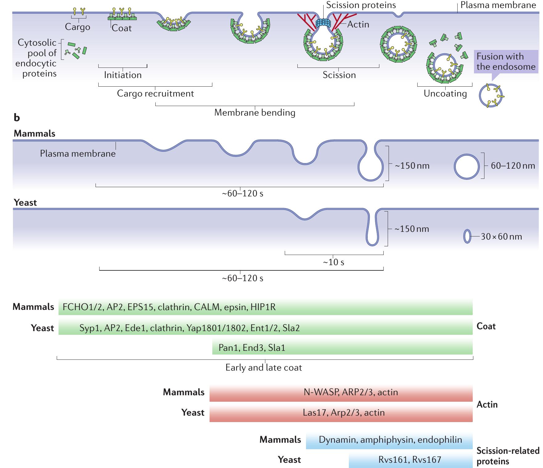 Figure 1 - from Mechanisms of clathrin-mediated endocytosis