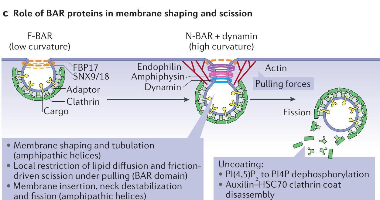 | membrane fission by dynamin and bar proteins followed by