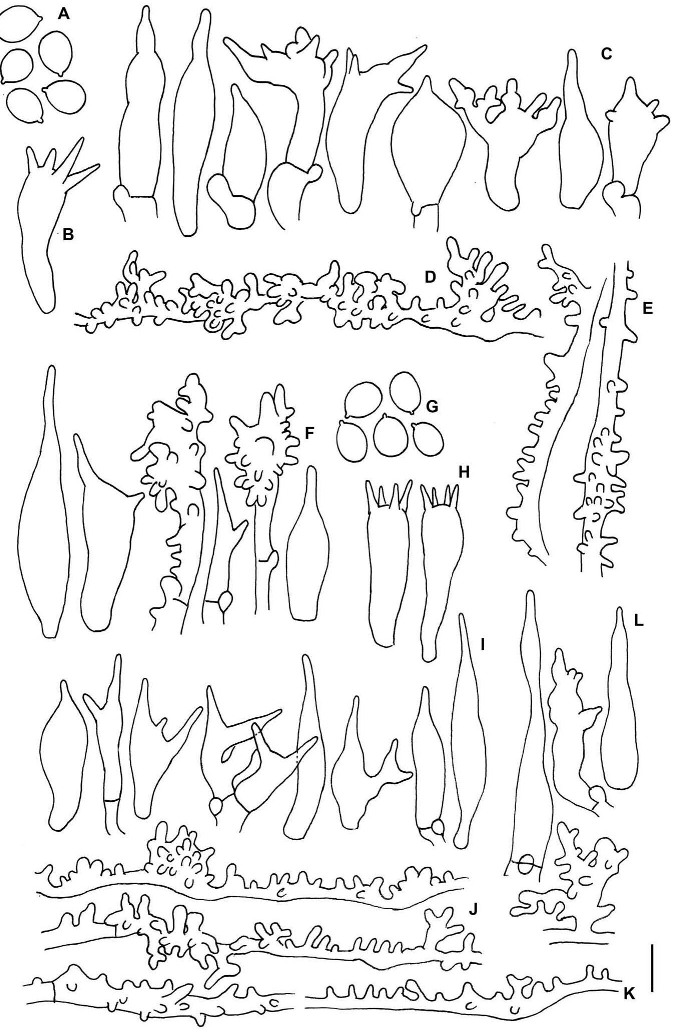 Figure 7 - from New species and records of bioluminescent