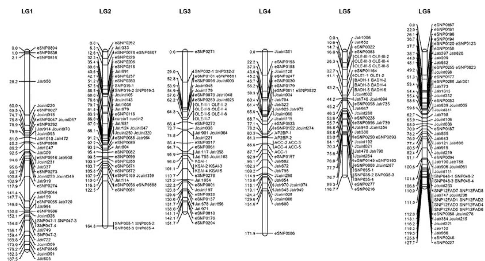 1 a genetic linkage map of jatropha. estimates of map