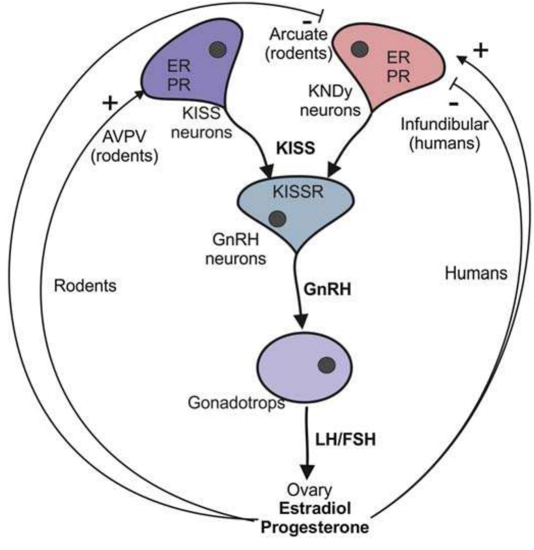 6 a simplified diagram showing the kisspeptin-gnrh pathway