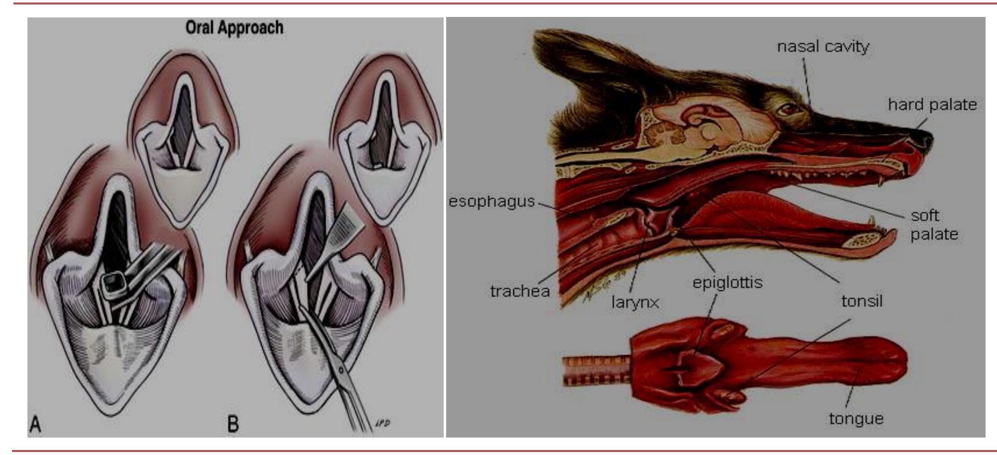 Surgical techniques: extend the tongue from the mouth to get