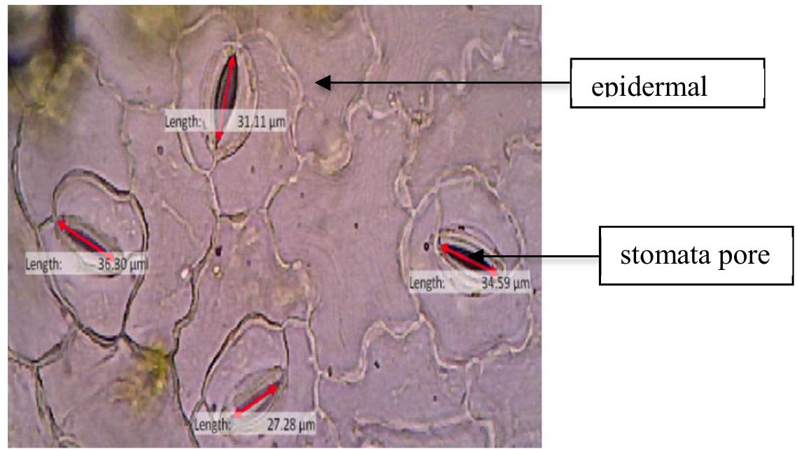 Anatomical structure of epidermal and stomata cells (40