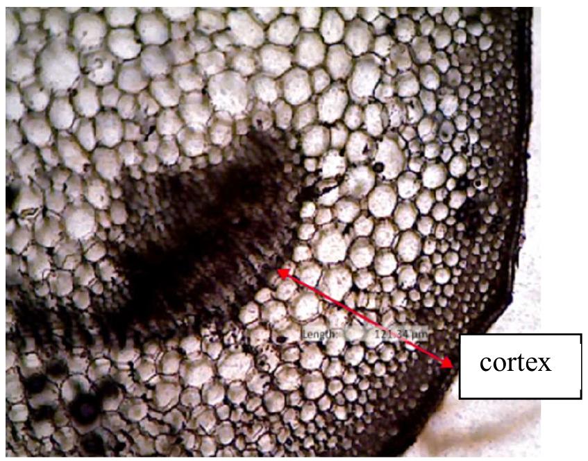 Petiole transverse slices (4 times magnification) figures