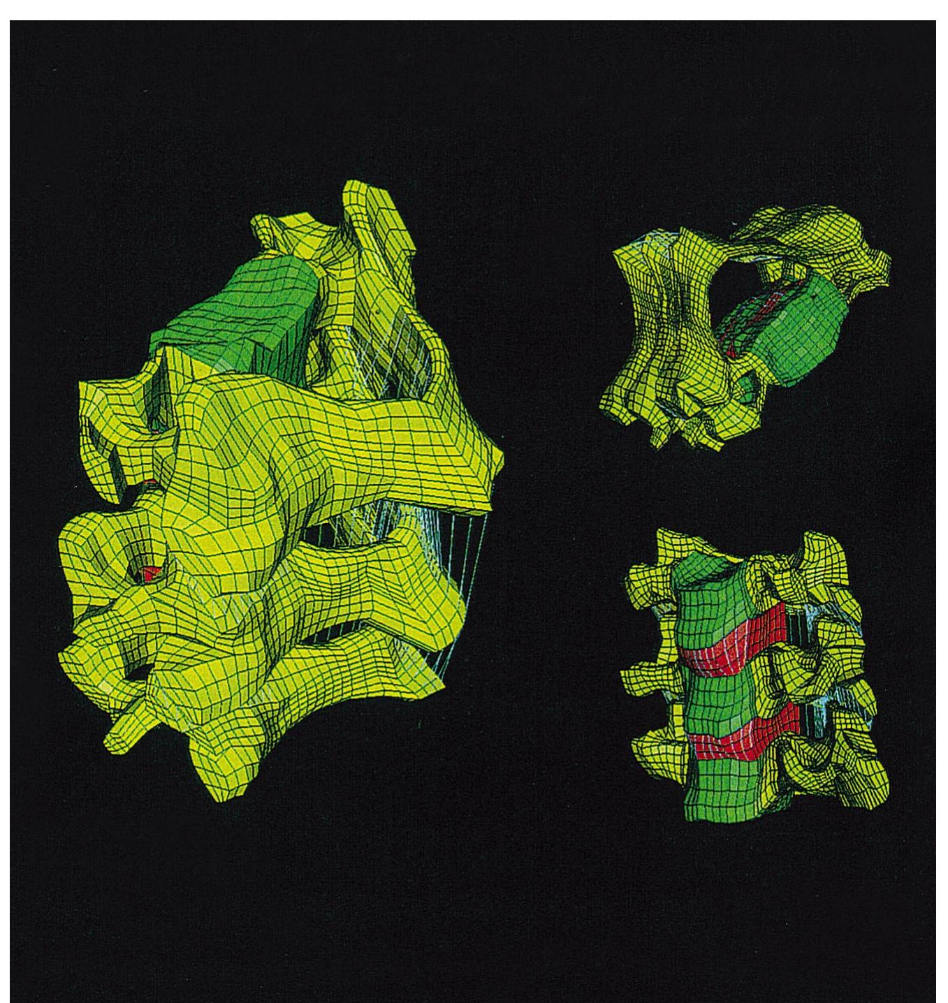 Linear finite element model of the c4—c5-c6 cervical spine