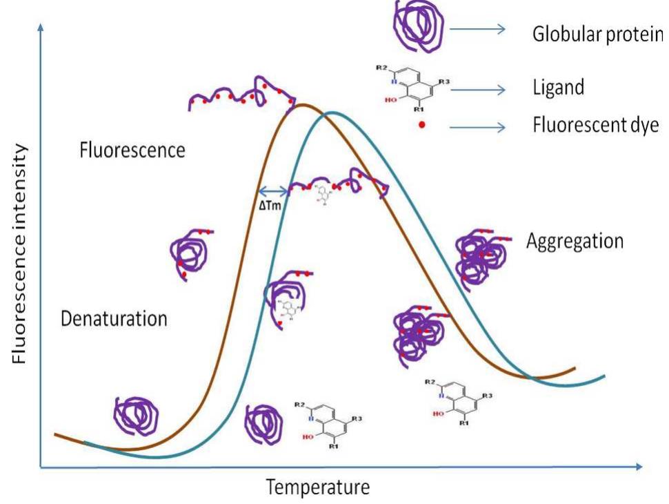(a) schematic representation of fluorescence thermal shift