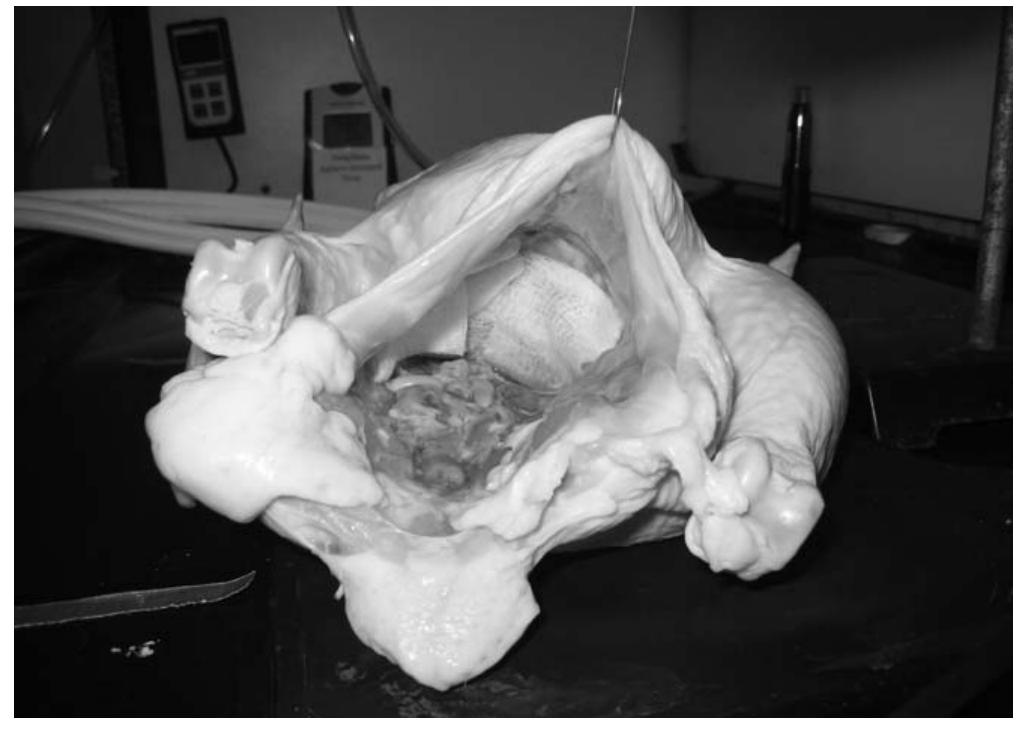 Internal set-up of chicken body cavity with gauze placed as