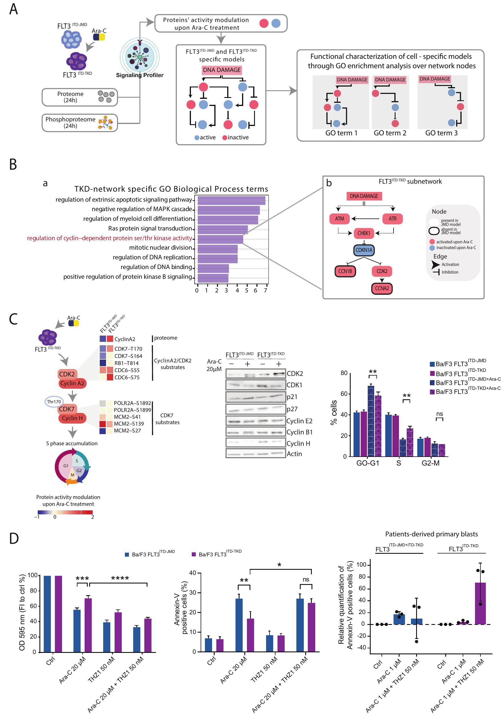 Yh2ax flow cytometry staining and comet assay showed similar