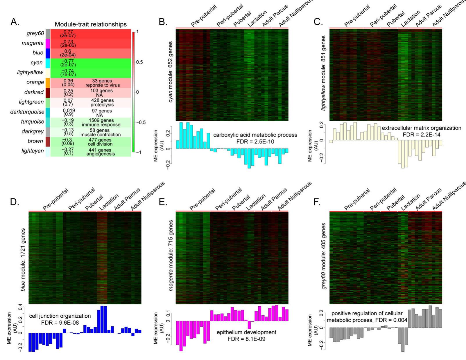 Wguna of developing mammary glands a. heatmap showing